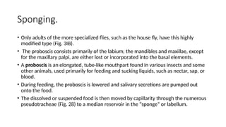 Types Of heads and Mouth Parts in Insects | PPT