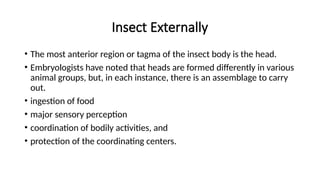 Types Of heads and Mouth Parts in Insects | PPT