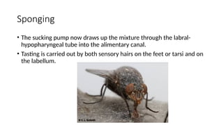 Types Of heads and Mouth Parts in Insects | PPT
