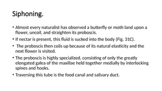 Types Of heads and Mouth Parts in Insects | PPT