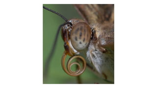 Types Of heads and Mouth Parts in Insects | PPT