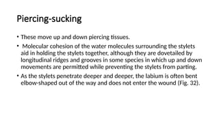 Types Of heads and Mouth Parts in Insects | PPTX