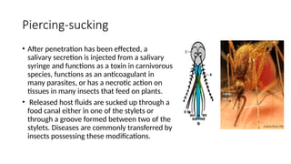Types Of heads and Mouth Parts in Insects | PPT