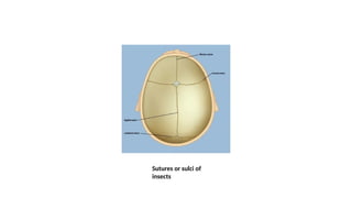 Types Of heads and Mouth Parts in Insects | PPT