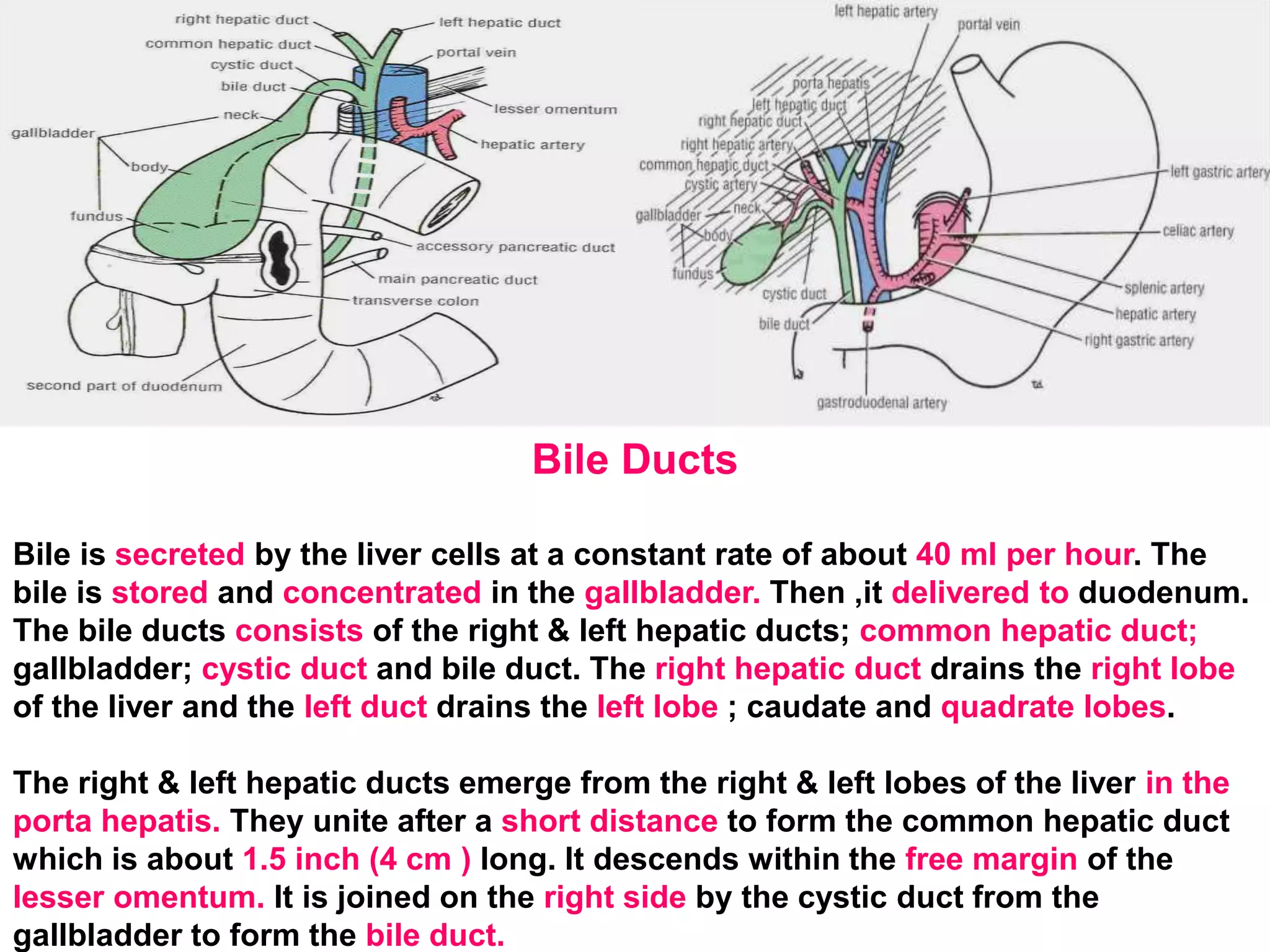 26-Liver& biliary.ppt1⅗a | PPT