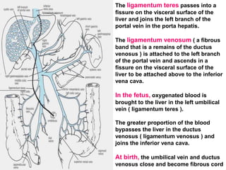 26-Liver& biliary.ppt1⅗a | PPT