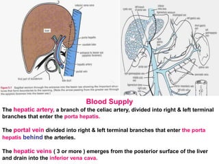 26-Liver& biliary.ppt1⅗a | PPT