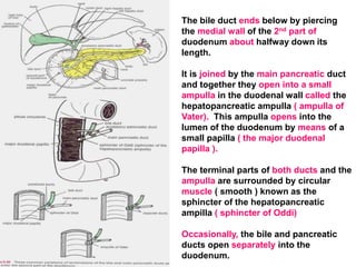 26-Liver& biliary.ppt1⅗a | PPT