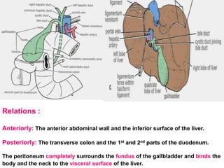 26-Liver& biliary.ppt1⅗a | PPT