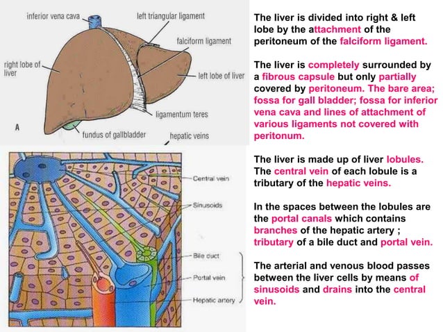 26-Liver& biliary.ppt1⅗a | PPT