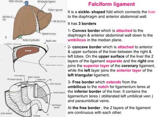 26-Liver& biliary.ppt1⅗a | PPT