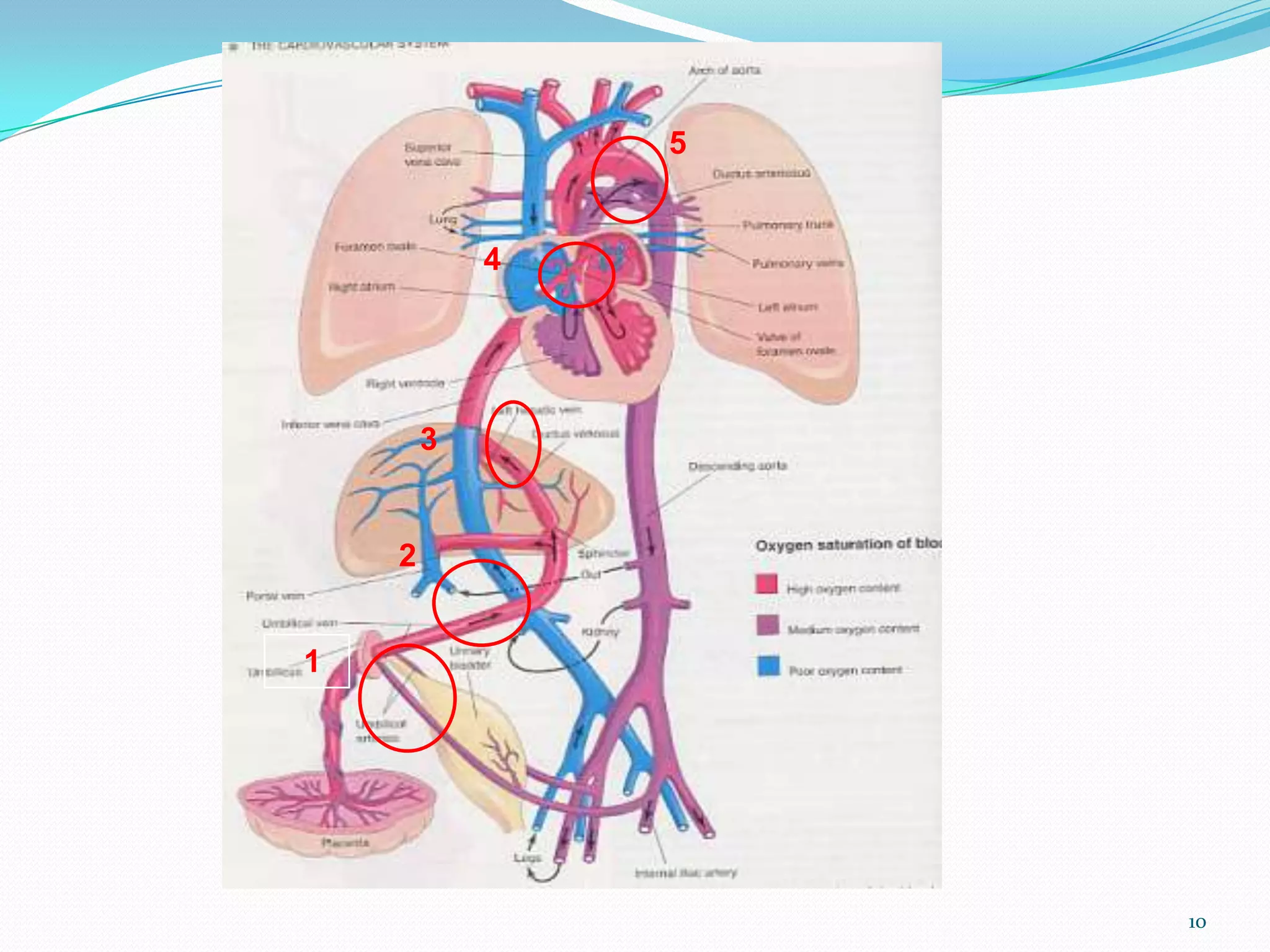 Sirkulasi fetal | PDF