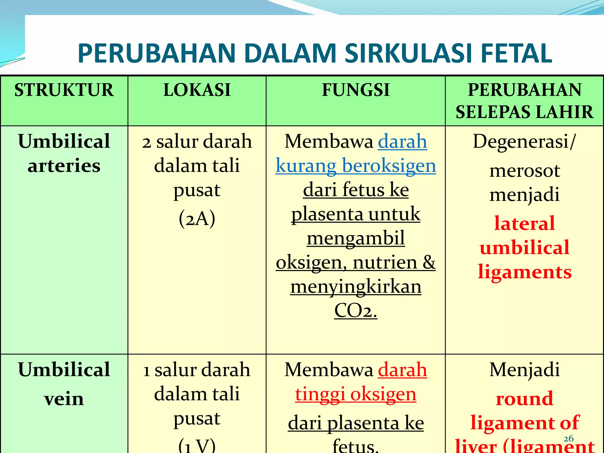 Sirkulasi fetal | PDF