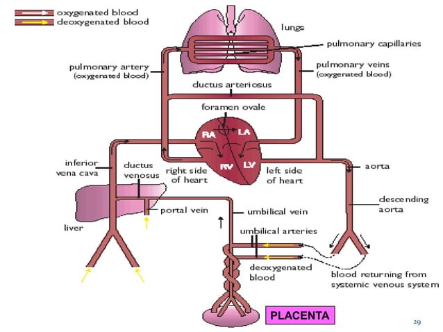 Sirkulasi fetal | PDF