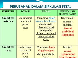 sirkulasi fetus | PPTX