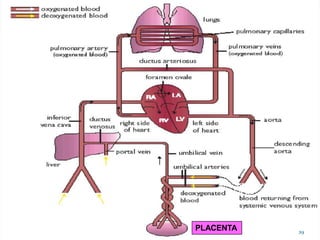 sirkulasi fetus | PPTX