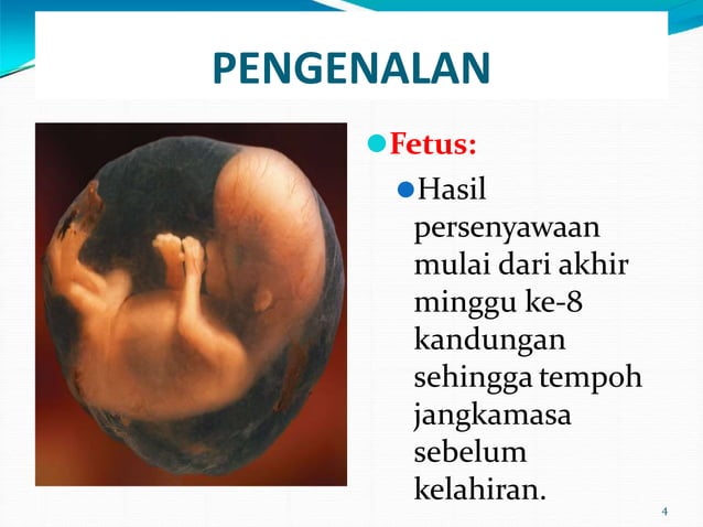 sirkulasi fetus | PPT