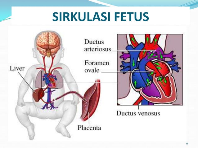 26. sirkulasi fetal | PPSX