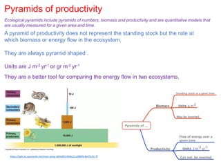 Pyramid Of Productivity