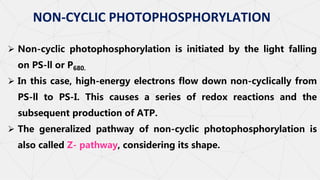Electron Transport Chain & Oxidative Photophosphorylation | PPTX