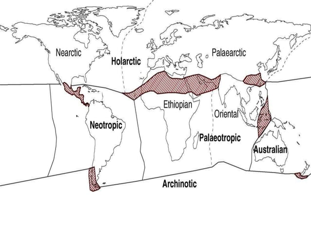Reptiles of Nearctic region | PPTX | North America Travel | Travel ...