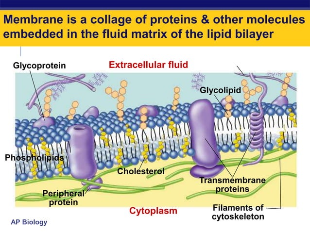26254477 ap-biology-cells-chapter-8-the-cell-membrane-2008-teacher | PPT