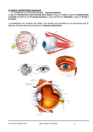 Órganos de los sentidos | PDF