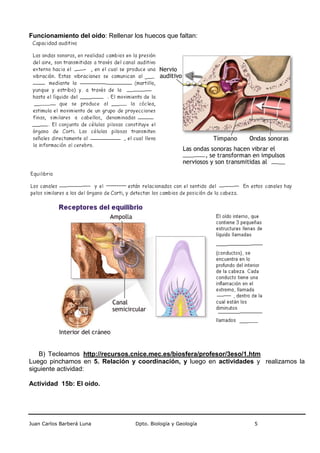 Órganos de los sentidos | PDF