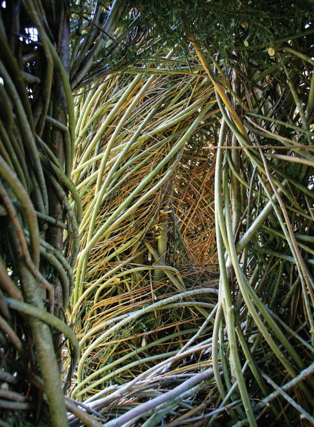 Stickwork Dougherty Patrick Dougherty Patrick | PDF