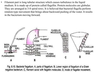Bacterial cell structure and composition | PPT