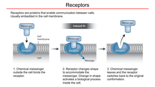 26426-F22-Wk 2 Lecture - Receptors (2).pdf