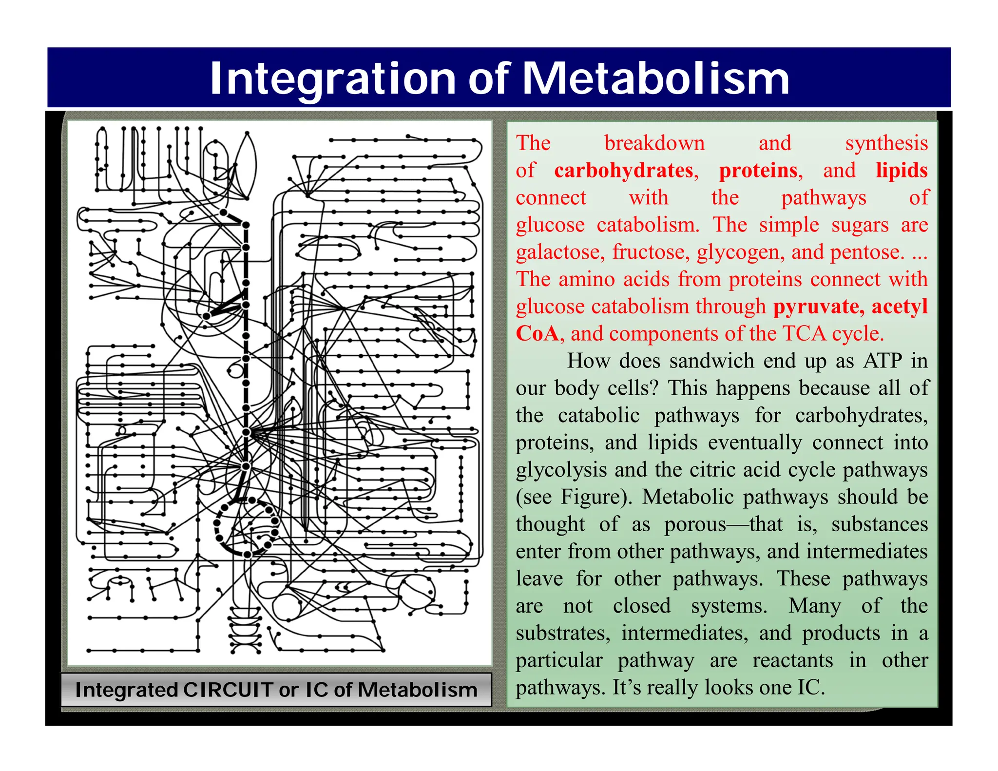 Integration of metabolism with correlated diagrams.pdf