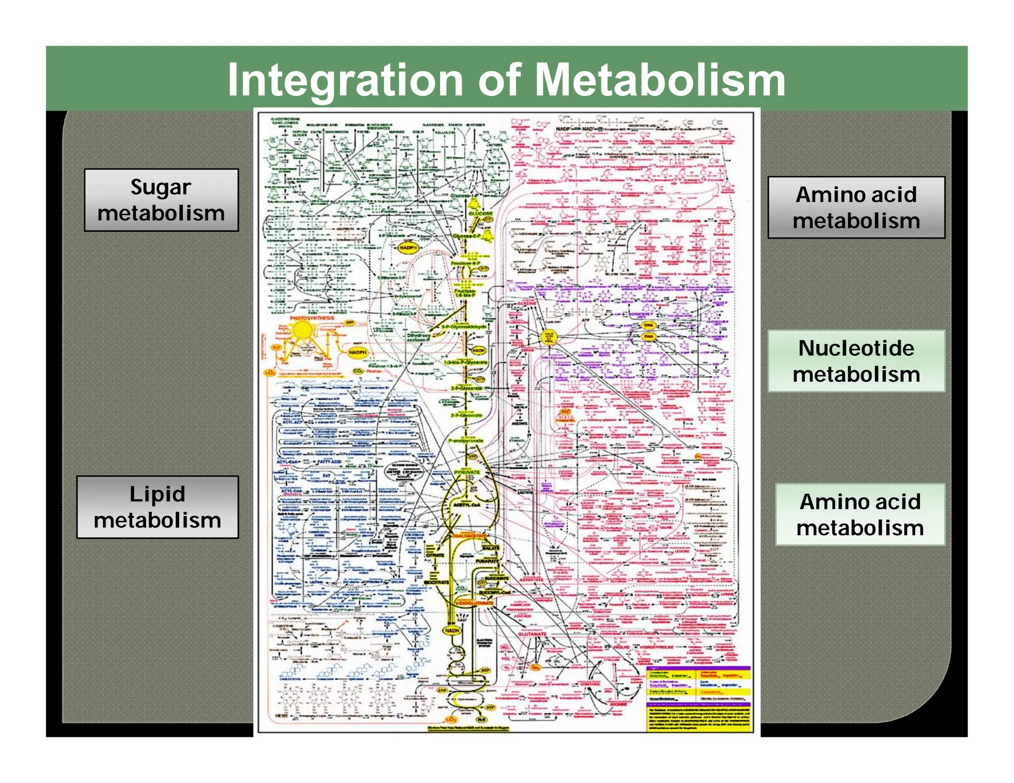 Integration of metabolism with correlated diagrams.pdf