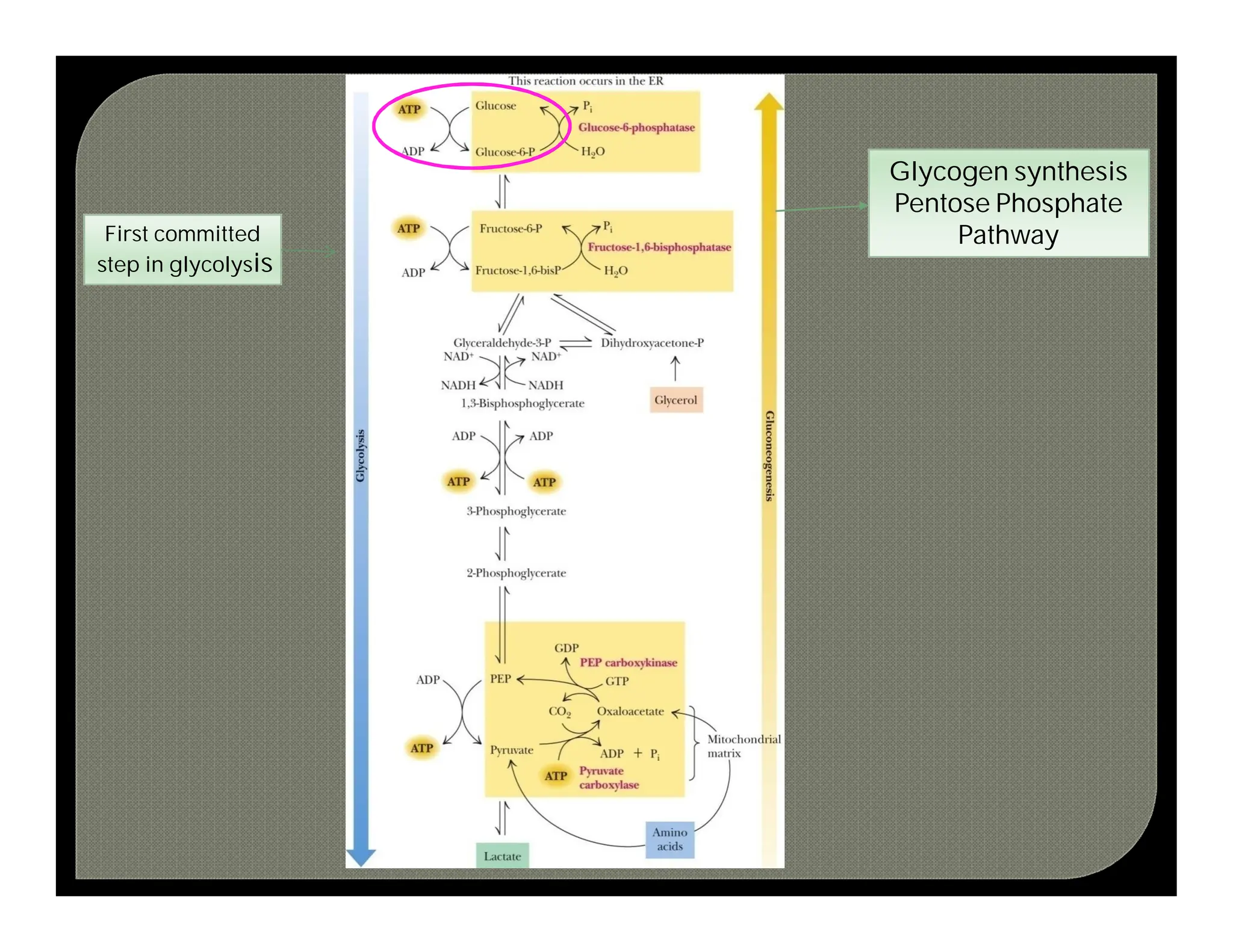 Integration of metabolism with correlated diagrams.pdf
