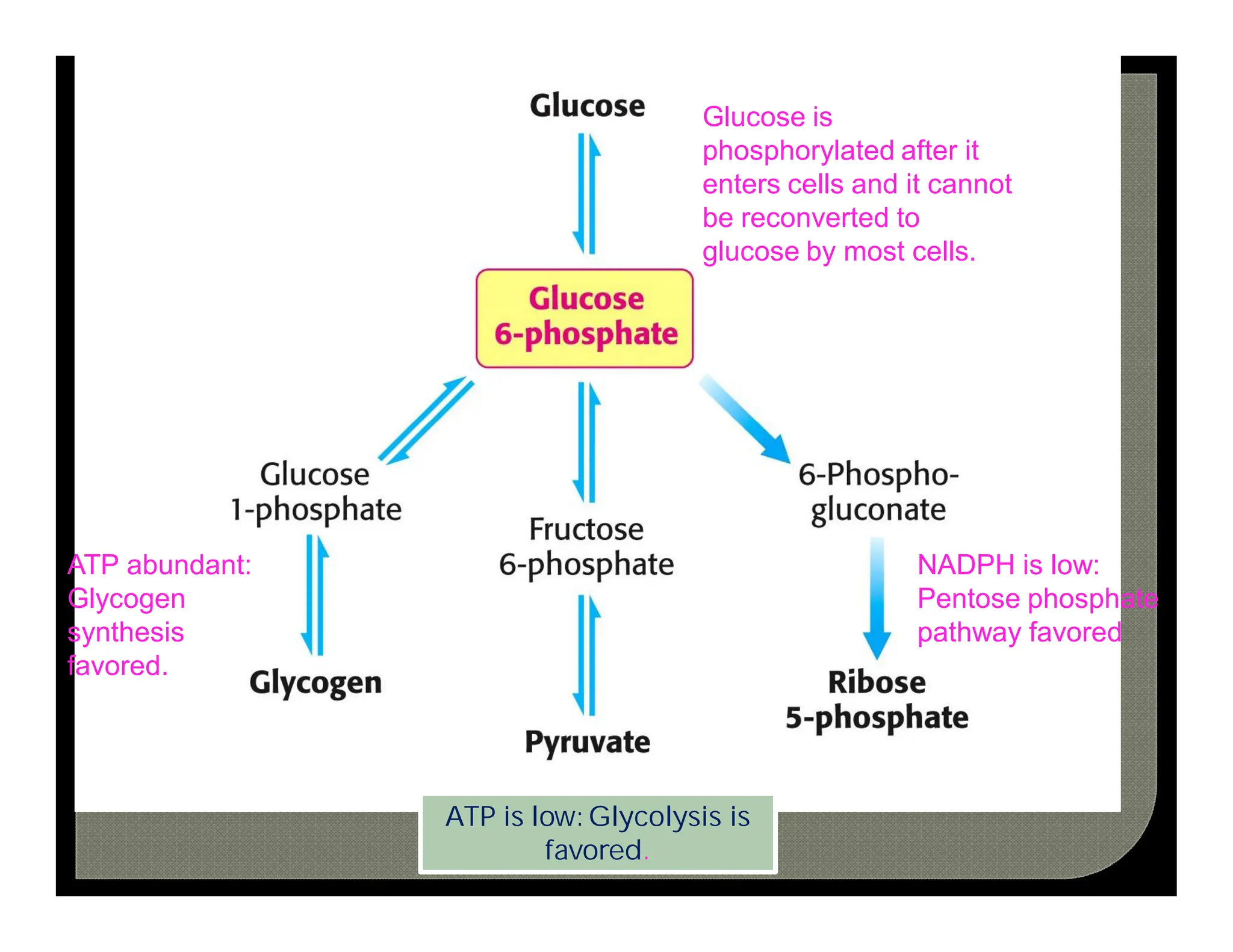 Integration of metabolism with correlated diagrams.pdf