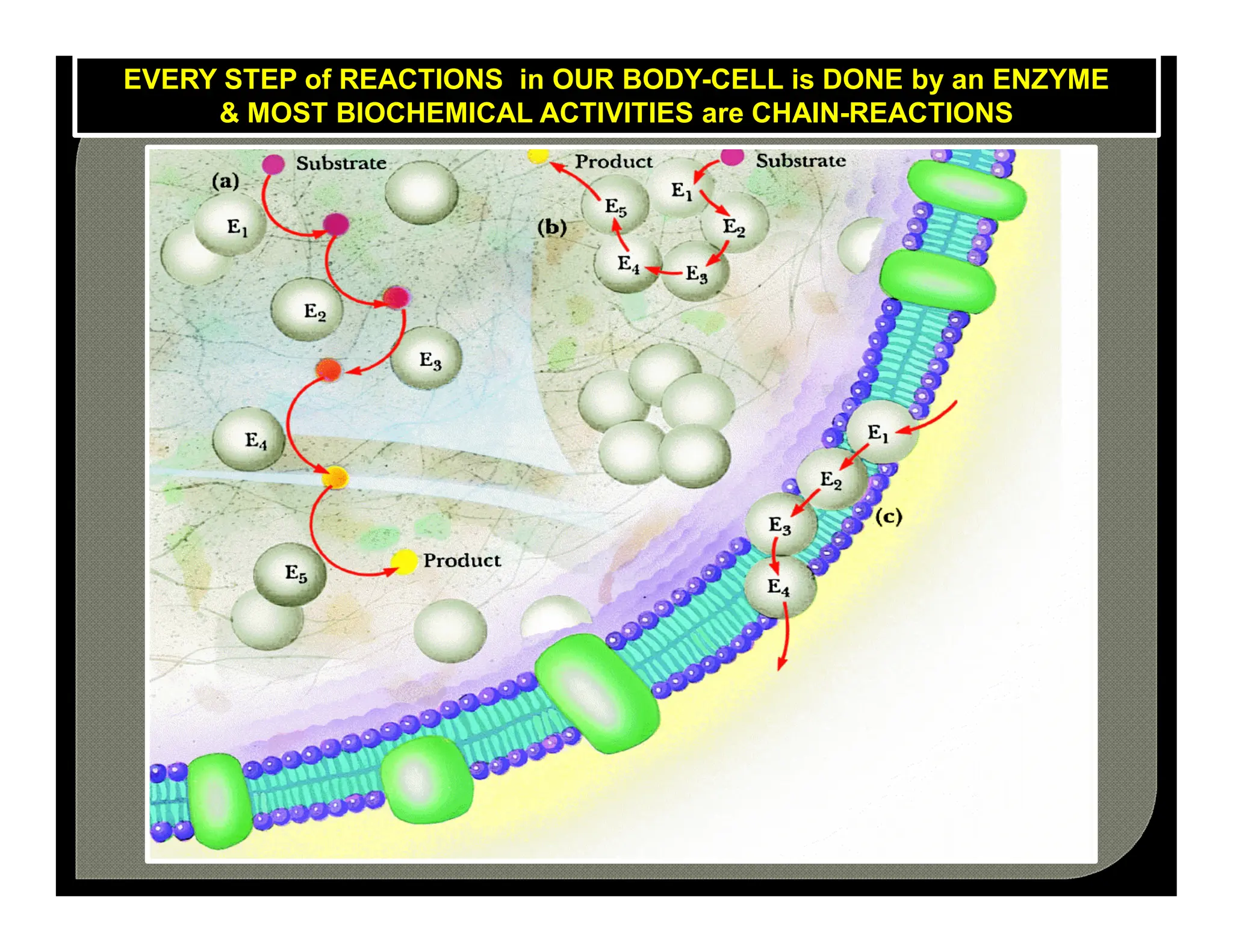Integration of metabolism with correlated diagrams.pdf