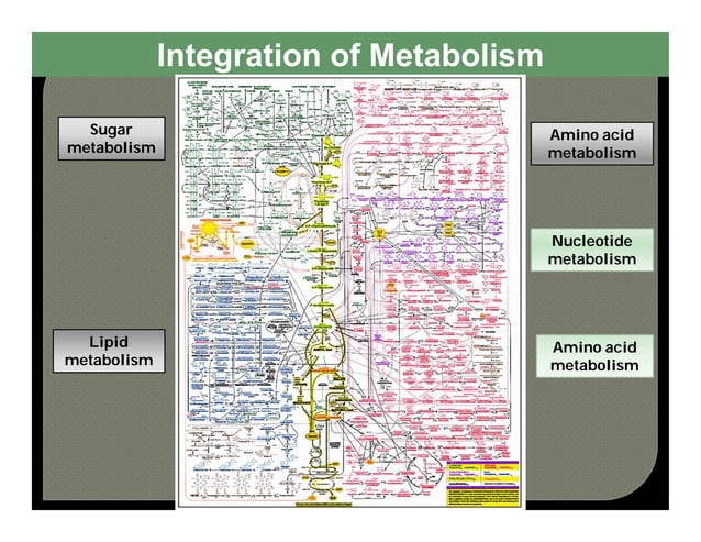 Integration of metabolism with correlated diagrams.pdf