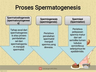 265054615-SPERMATOGENESIS-ppt.pdf
