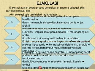 265054615-SPERMATOGENESIS-ppt.pdf