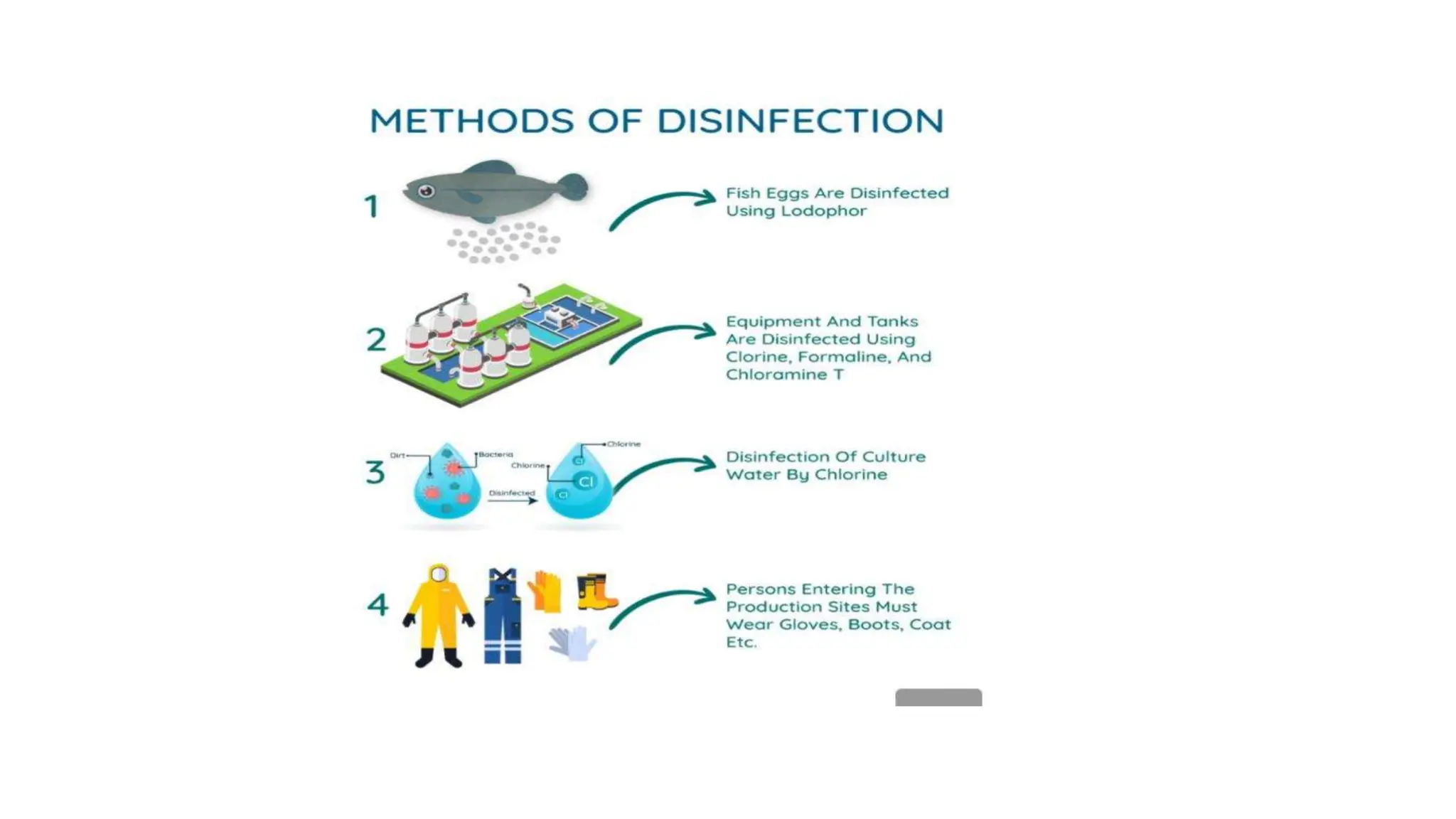 hygiene of equipments used in fish culture .....pptx