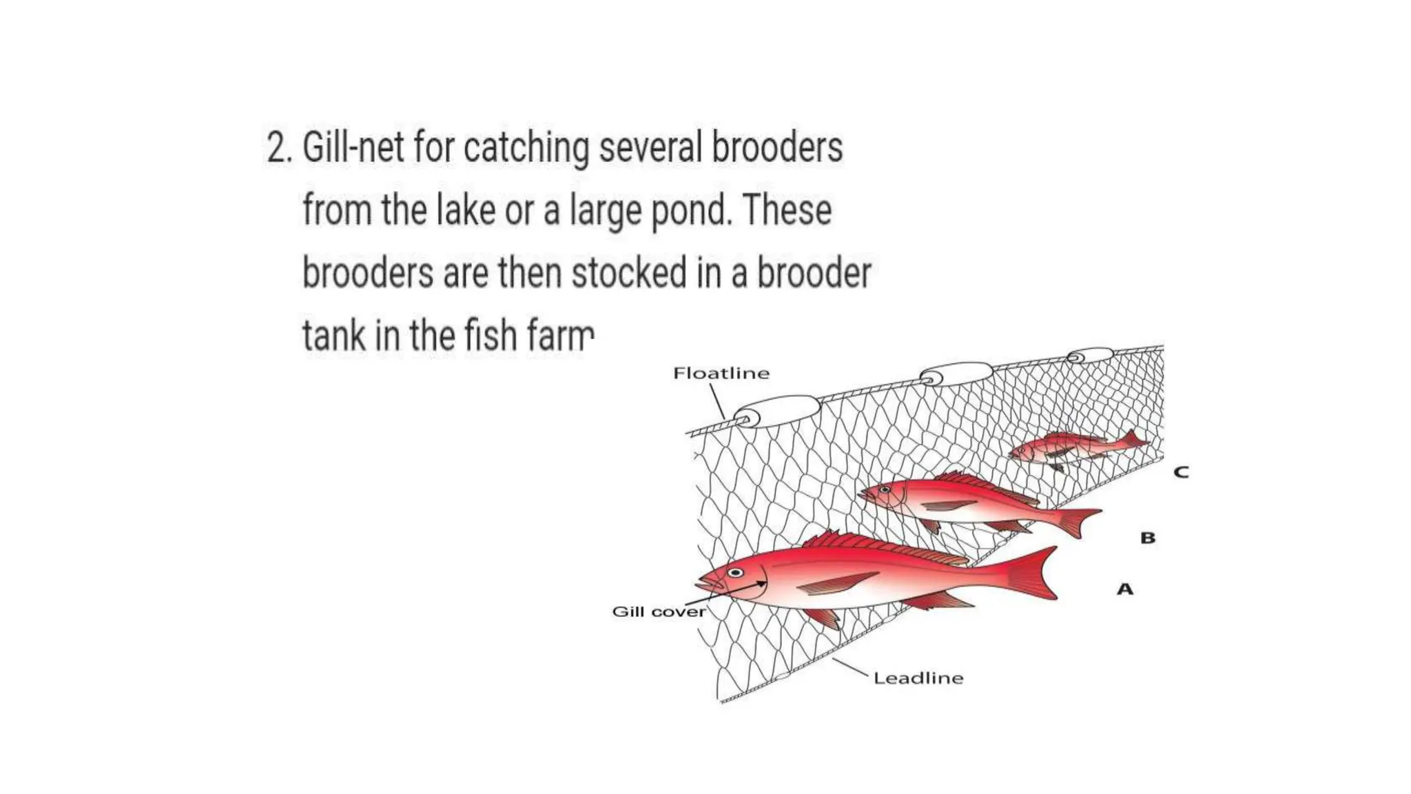 hygiene of equipments used in fish culture .....pptx