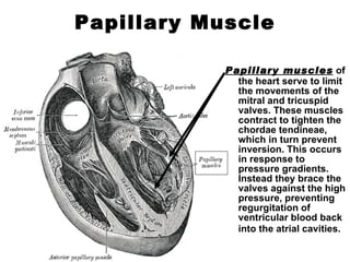 Trabeculae Carneae Vs Papillary Muscle