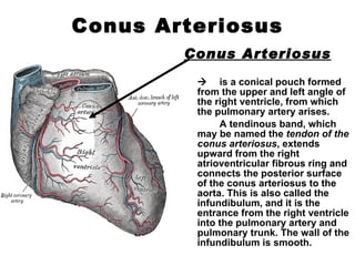 Conus Arteriosus Infundibulum