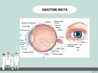 268935256 optalmik | PPT