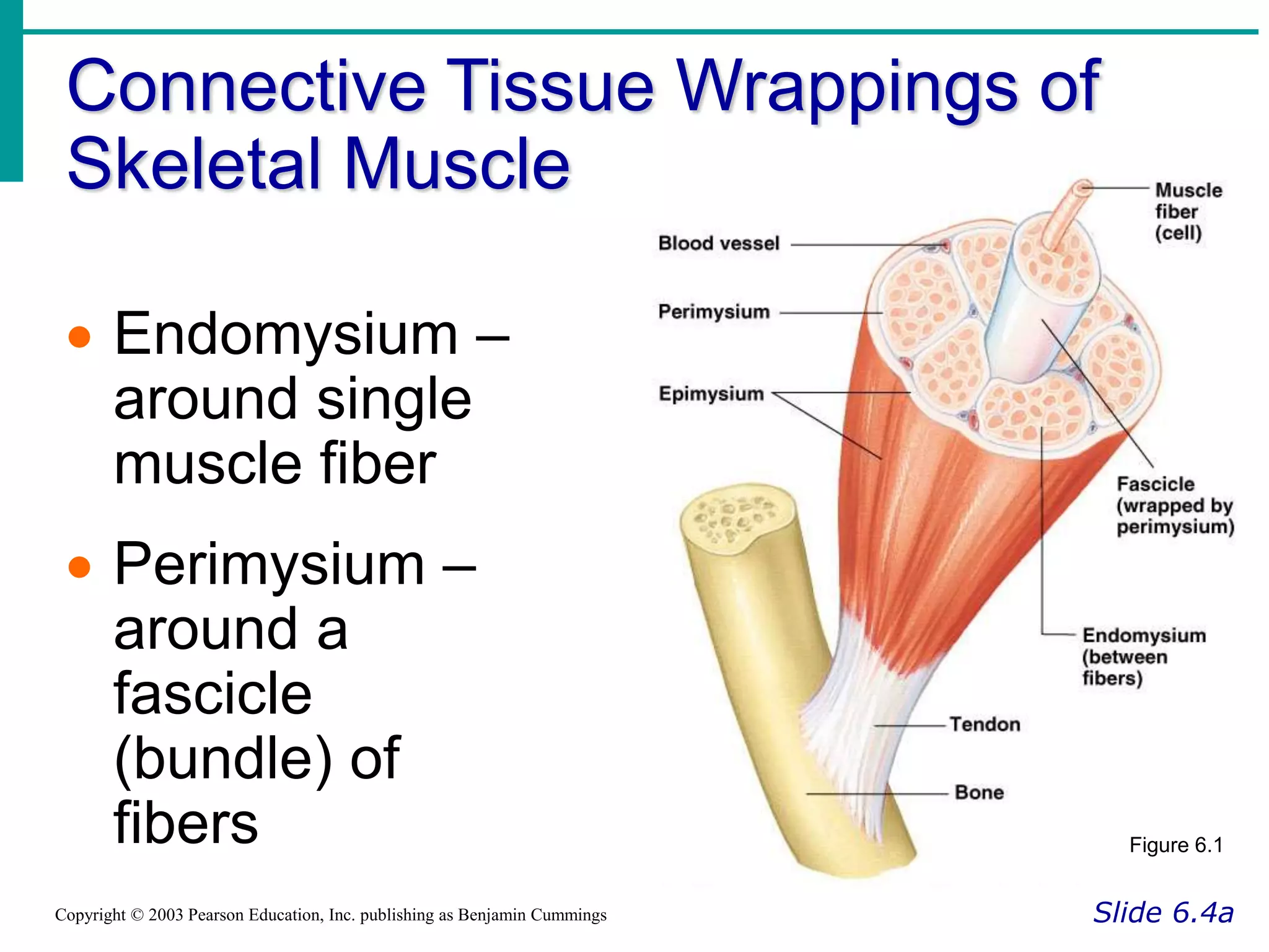 268_generral_anatomy_muscular_system.ppt