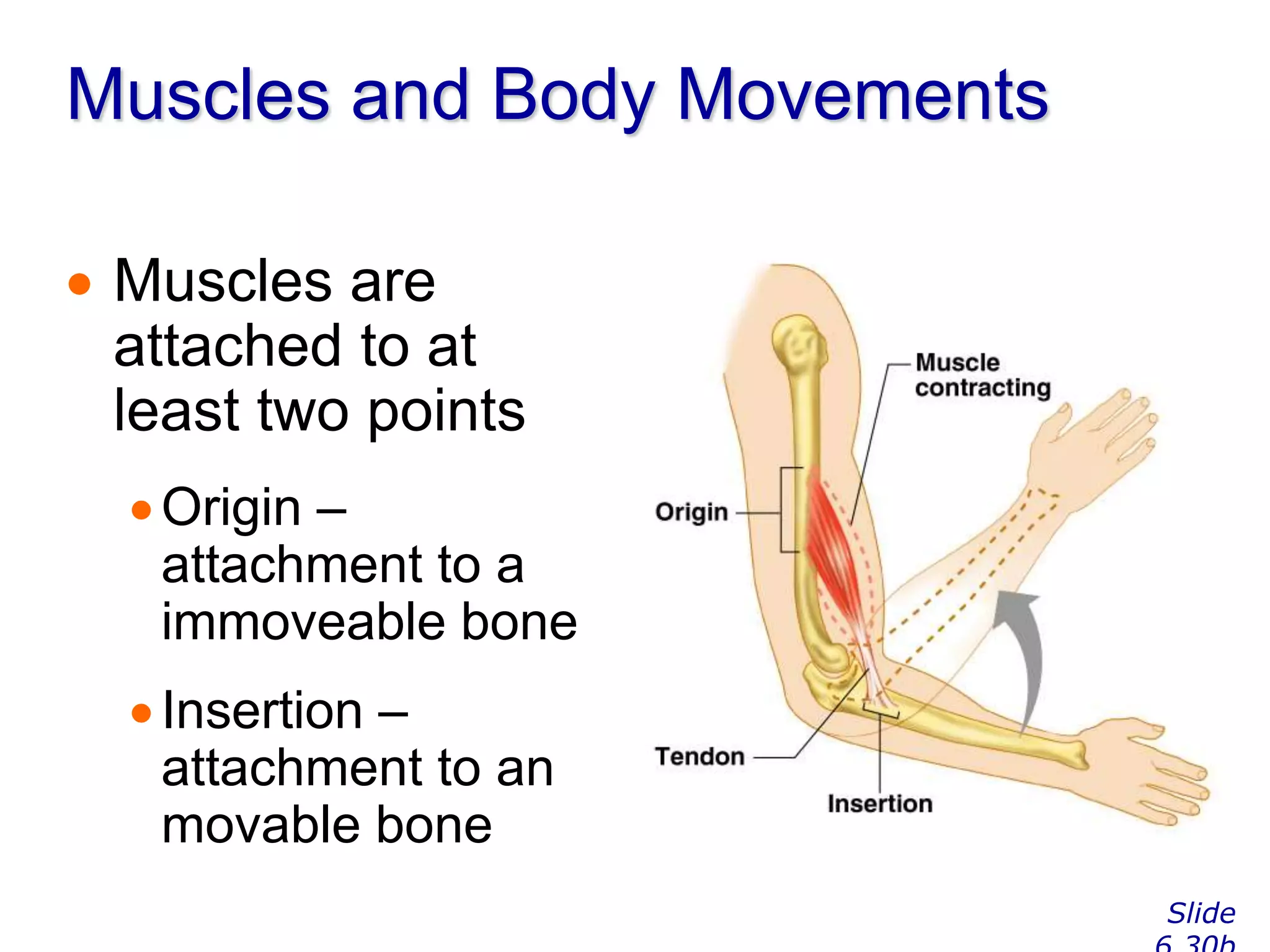 268_generral_anatomy_muscular_system.ppt