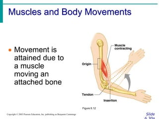 268_generral_anatomy_muscular_system.ppt