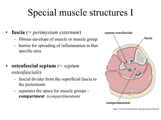 268_generral_anatomy_muscular_system.ppt