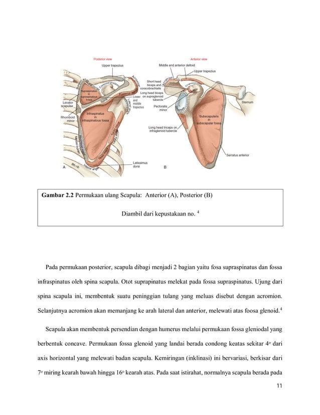 269245793 tatalaksana-dislokasi-pada-dislokasi-anterior-bahu (1) | PDF