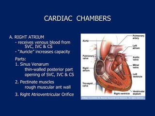 Pericardium | PPT
